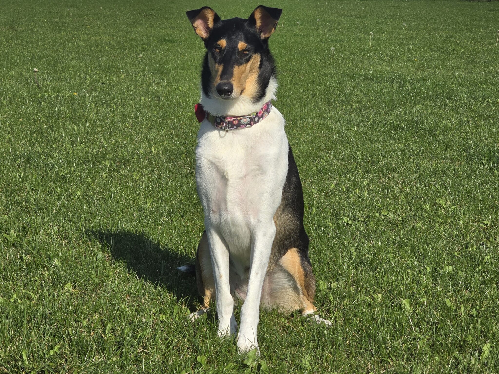 Naše Emilka úspěšně zvládla bonitaci a zařadila se mezi chovné psy ...